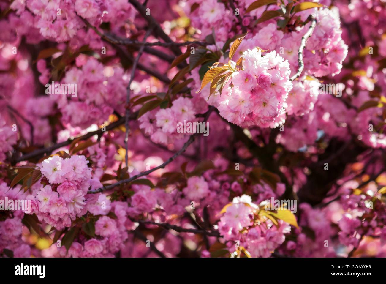 Lush floral hi-res stock photography and images - Alamy