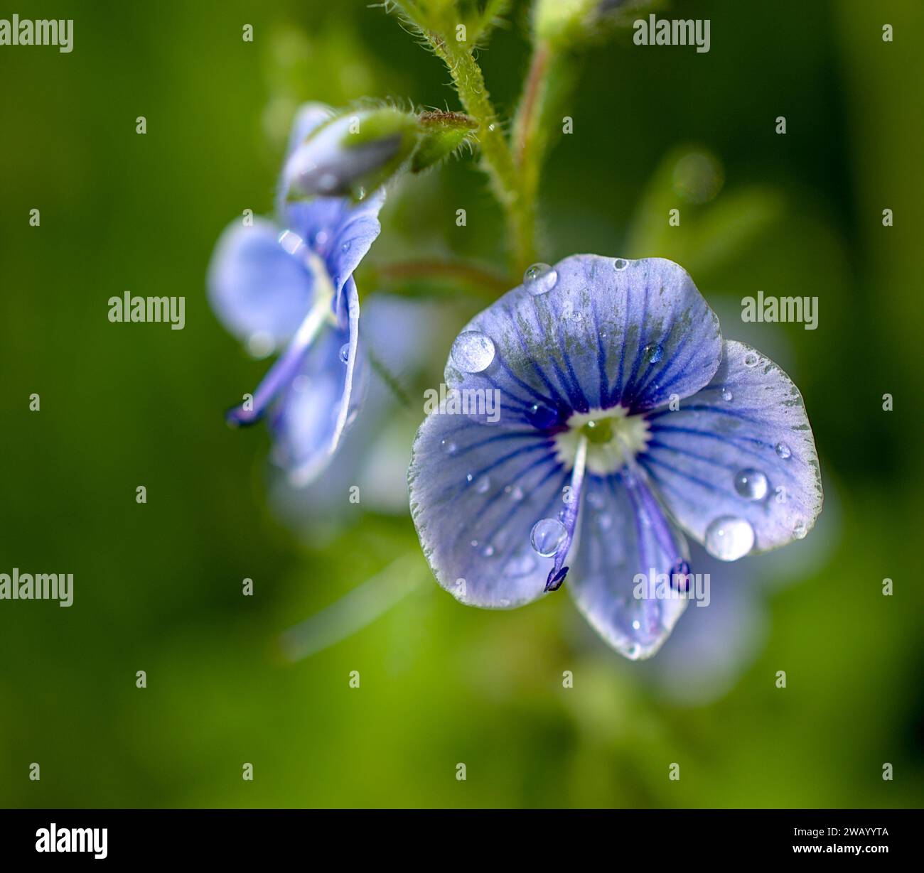 Macro / Flora 2 Stock Photo - Alamy