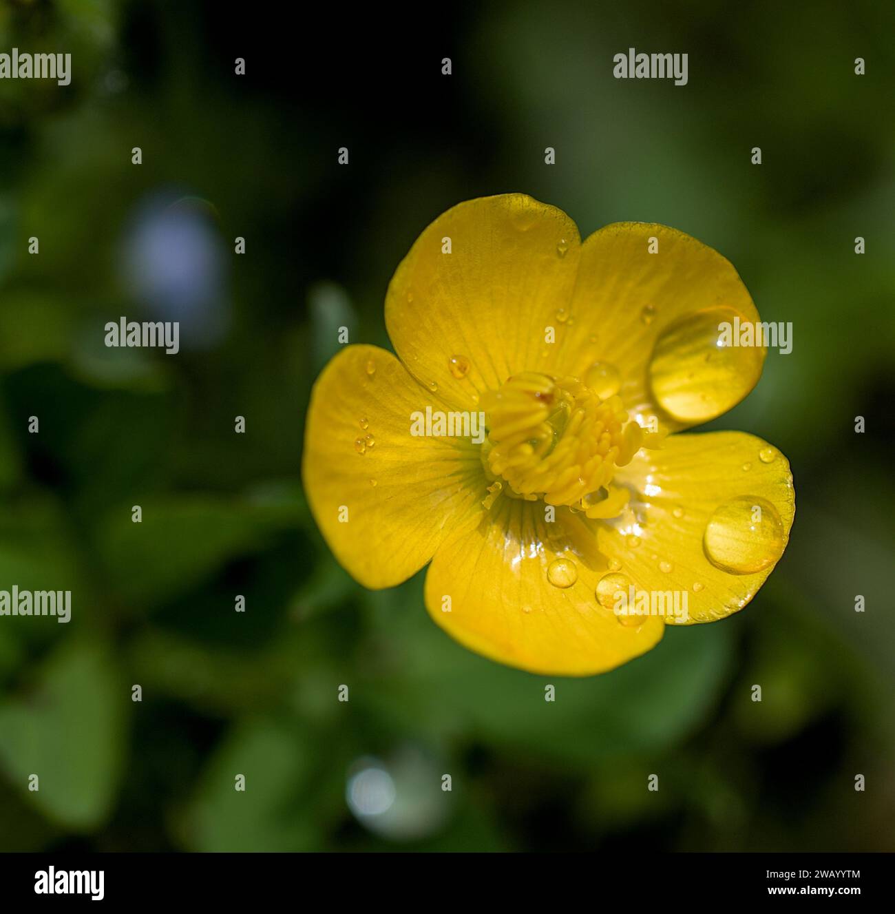 Macro / Flora 2 Stock Photo - Alamy