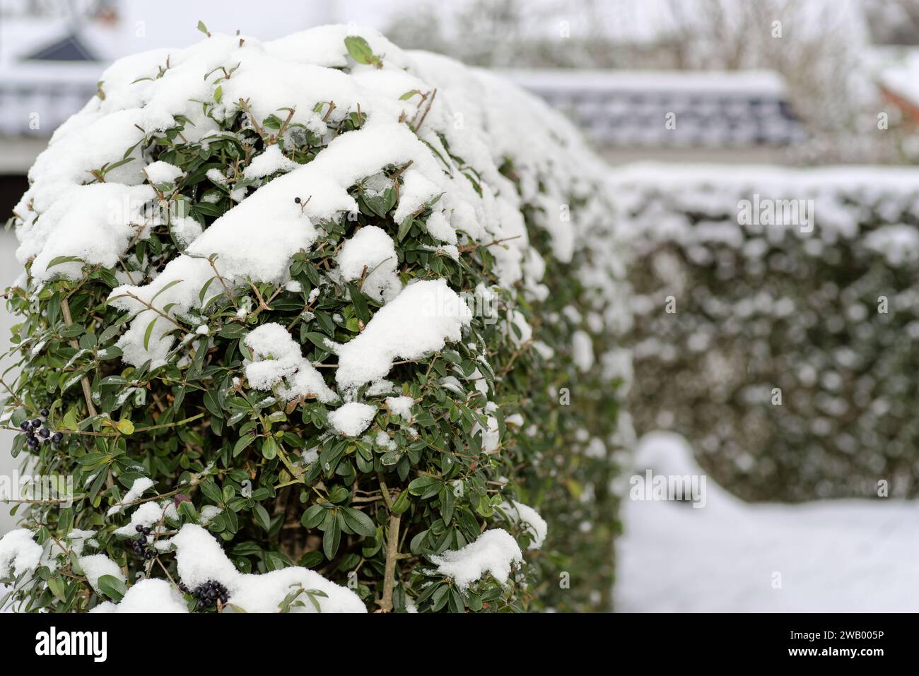 Evergreen hedge with snow hi-res stock photography and images - Alamy