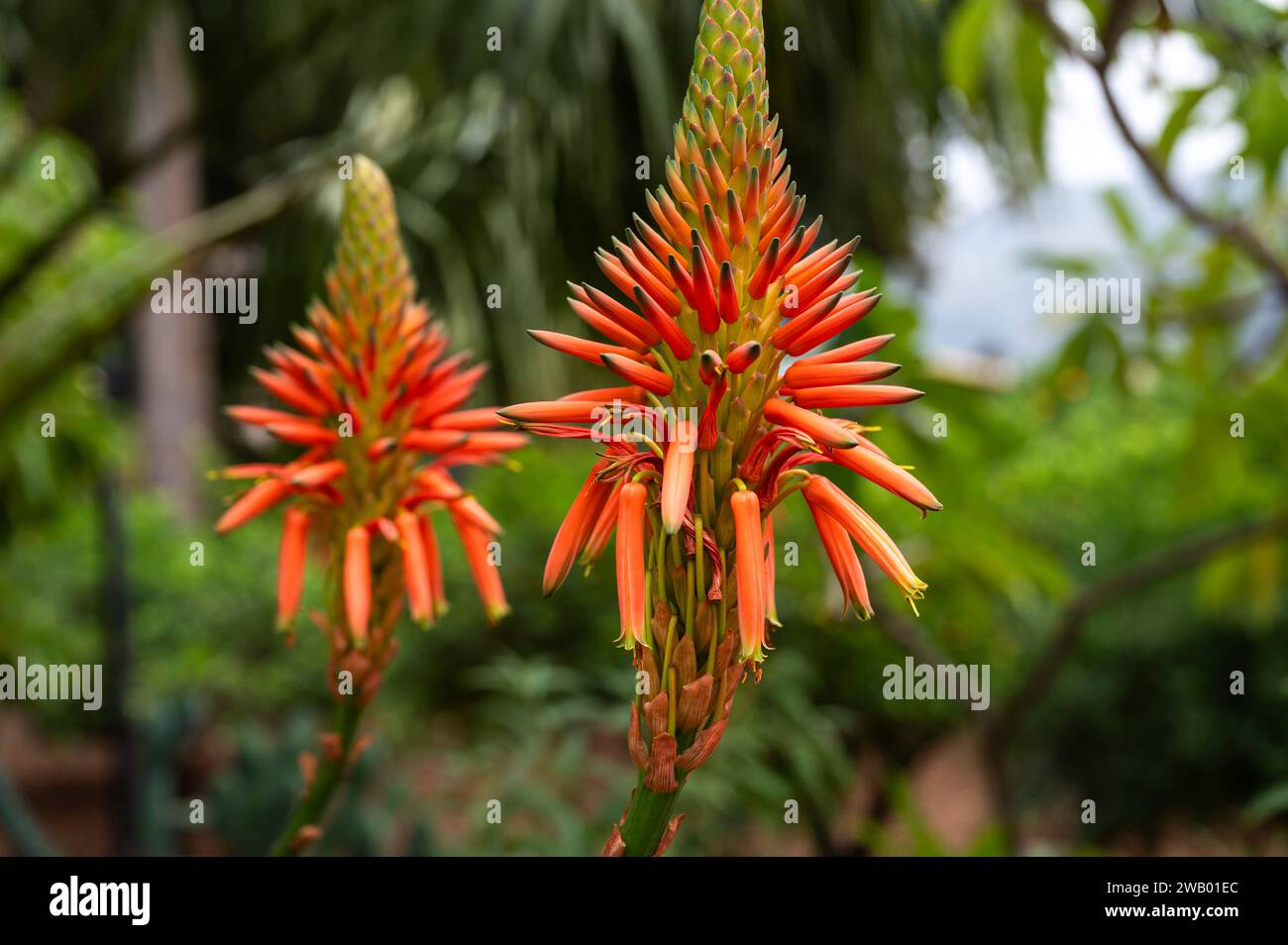 Aloeblume hi-res stock photography and images - Alamy
