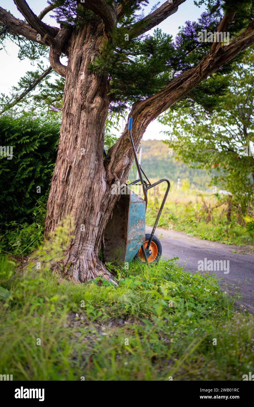 wheel barrow propped up against a tree next to an asphalt driveway in ...