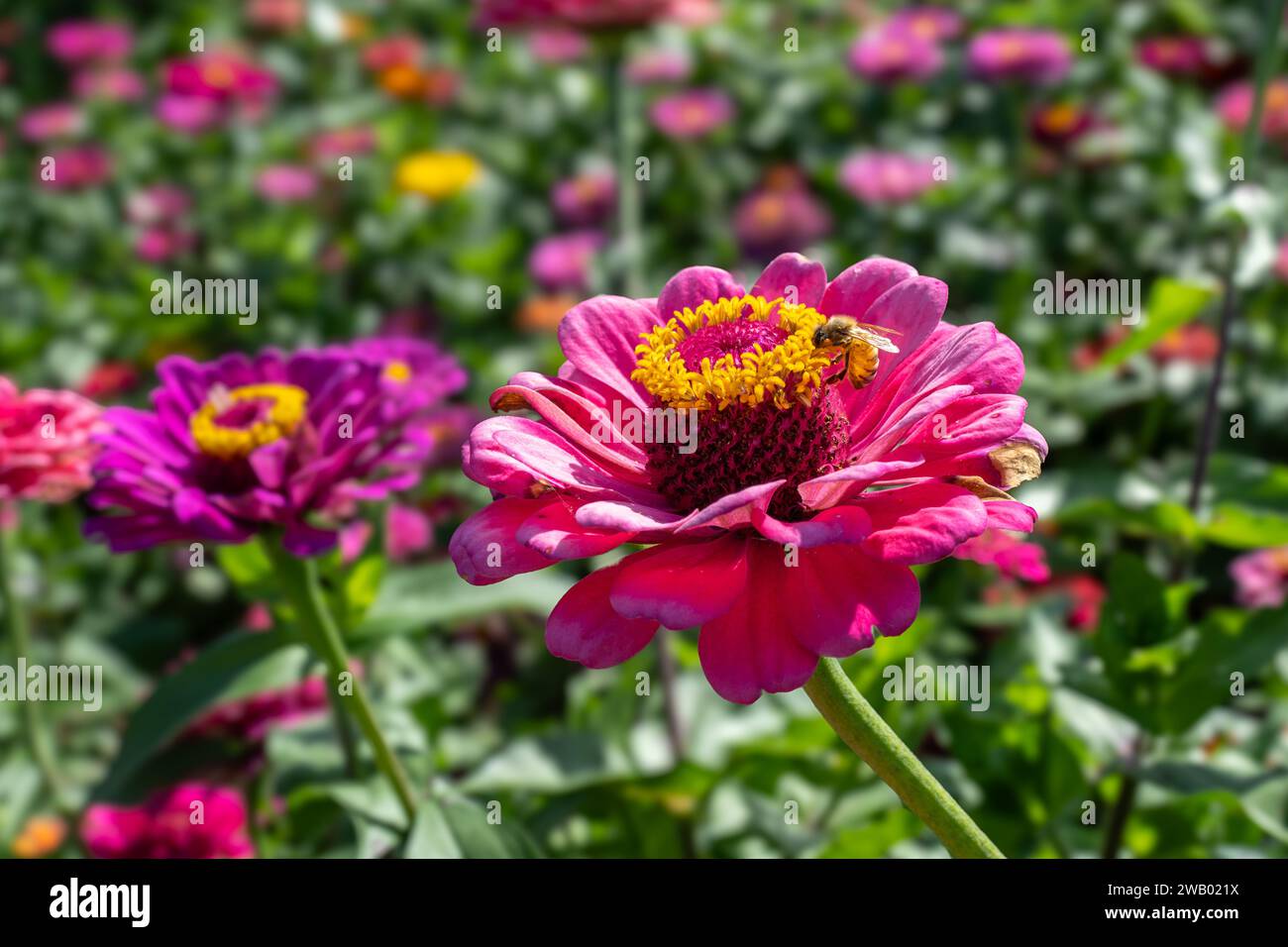 Yellow flowers nestled hi-res stock photography and images - Alamy