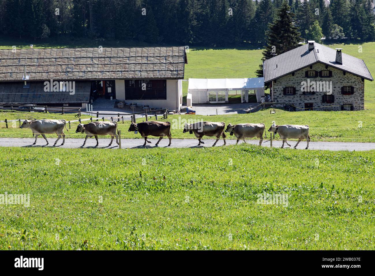A group of gray dairy cows walks towards summer pasture Stock Photo - Alamy