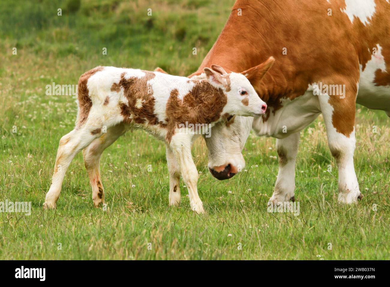 Mother cow takes care of her newborn Stock Photo - Alamy