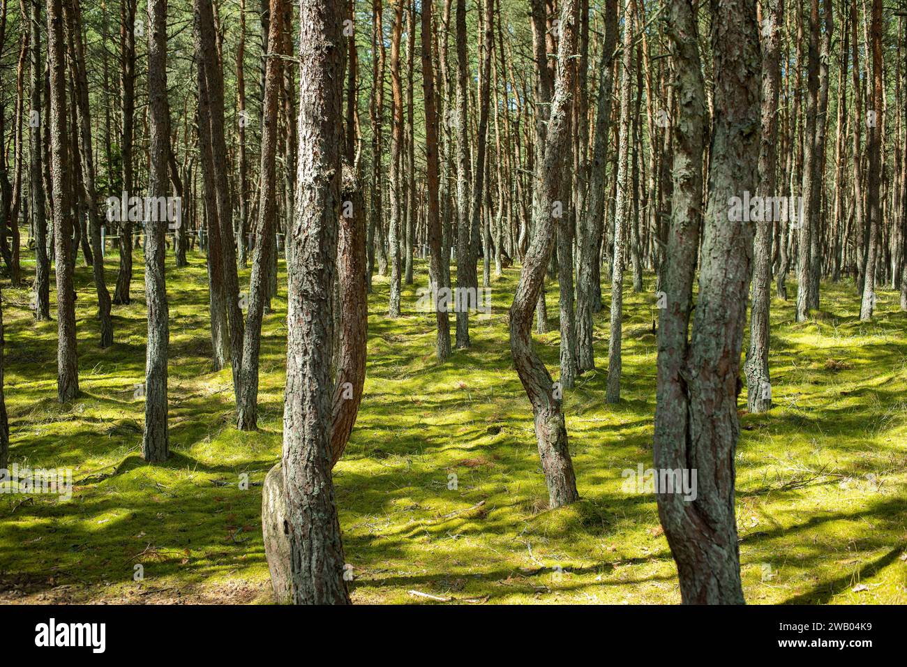 Sunlight in the green forest. Baltic Sea Curonian Spit nature, UNESCO ...