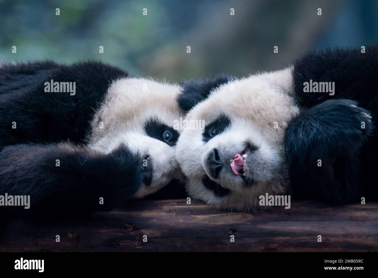 CHONGQING, CHINA - JANUARY 7, 2024 - Giant pandas Yu Ke and Yu Ai rest ...