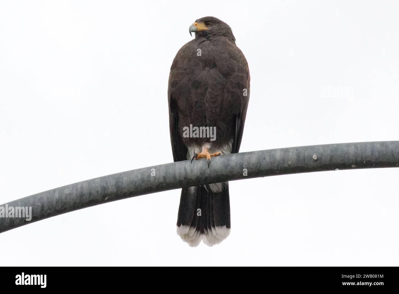 Scouting hawk hi-res stock photography and images - Alamy