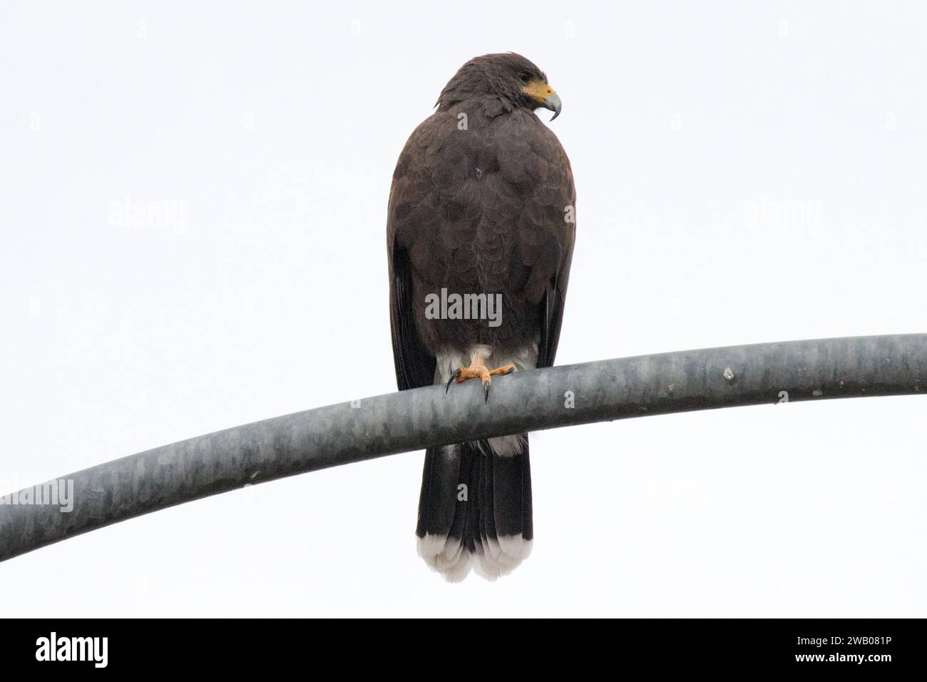 Harris' Hawk scouting for prey on a lightpole Stock Photo - Alamy