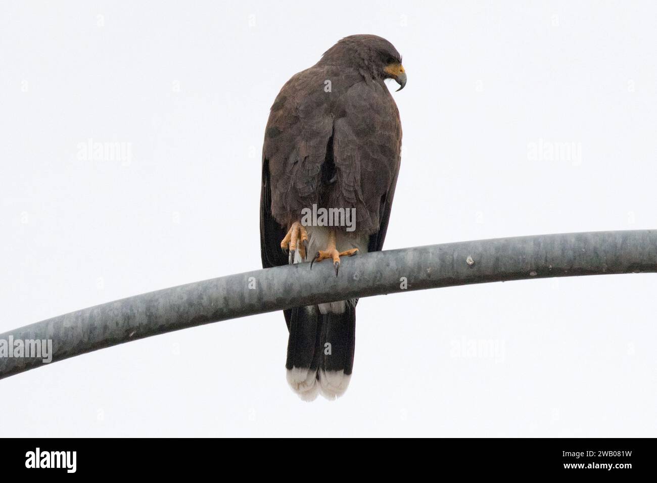 Harris' Hawk scouting for prey on a lightpole Stock Photo - Alamy