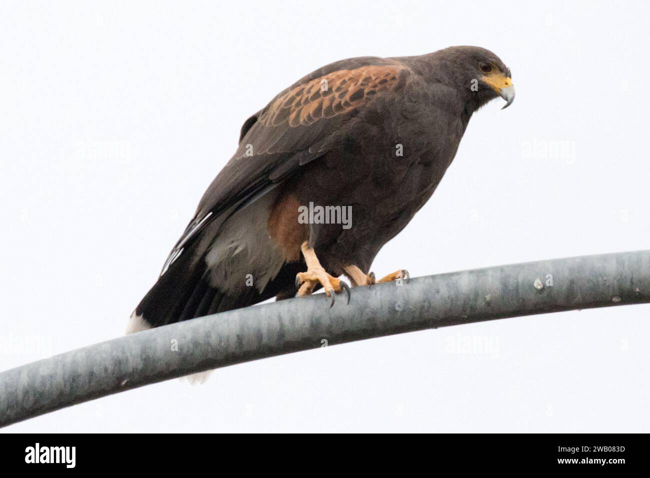 Scouting hawk hi-res stock photography and images - Alamy