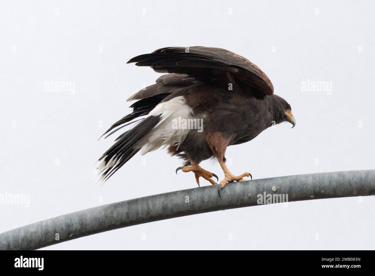 Scouting hawk hi-res stock photography and images - Alamy