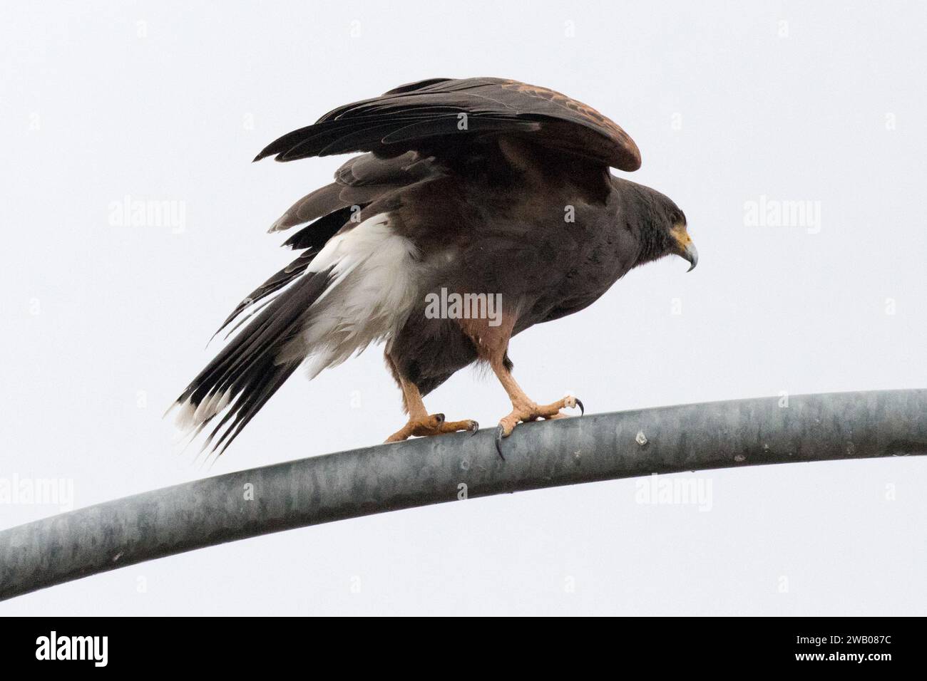 Scouting hawk hi-res stock photography and images - Alamy