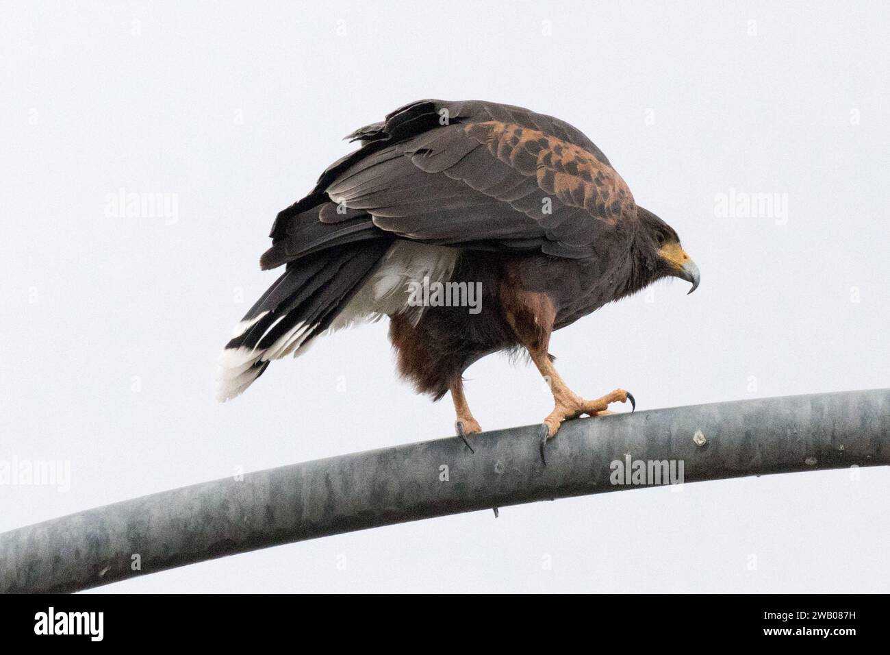 Scouting hawk hi-res stock photography and images - Alamy