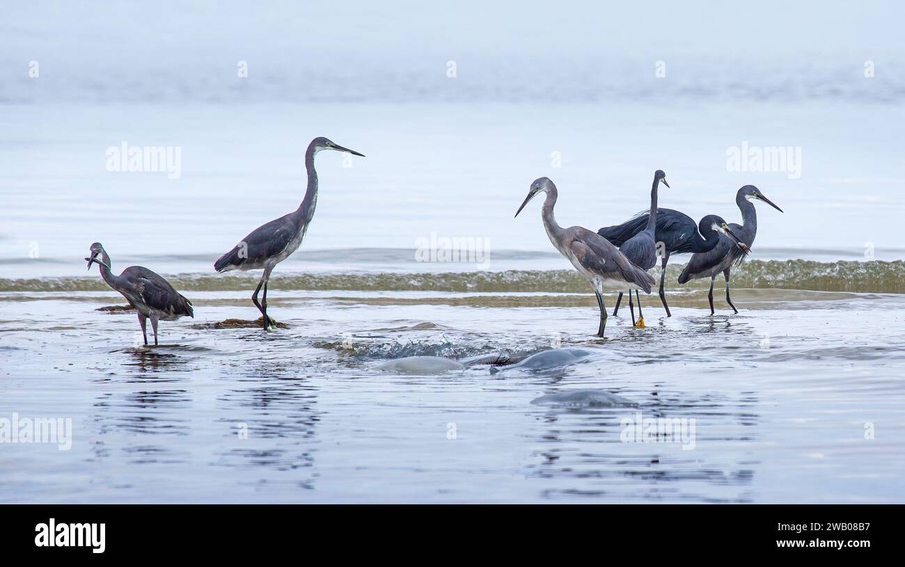 Dimorphic Egrets on Butiama beach Stock Photo - Alamy