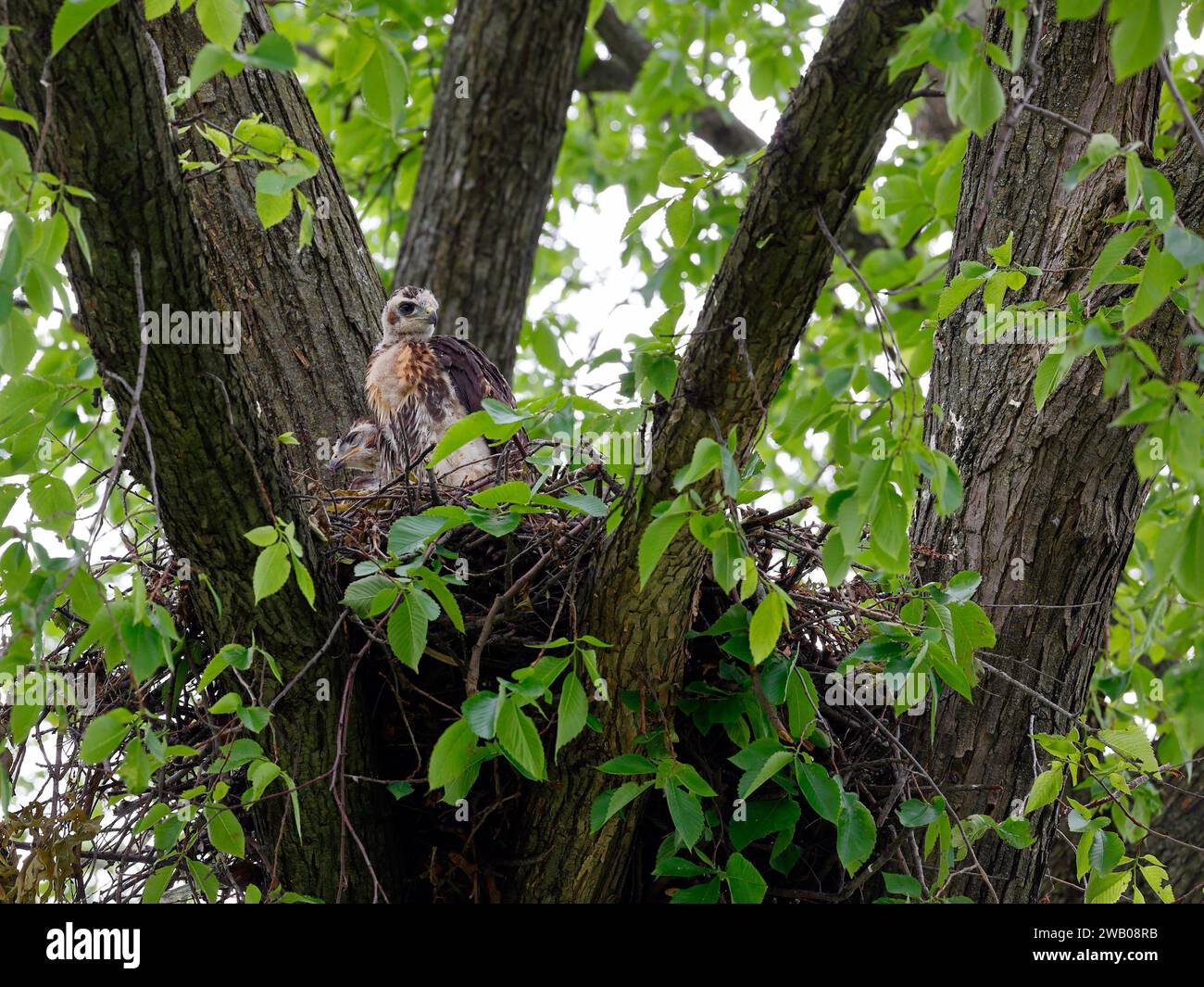 Two young red tail hawk fledglings inside a nest in an American elm ...