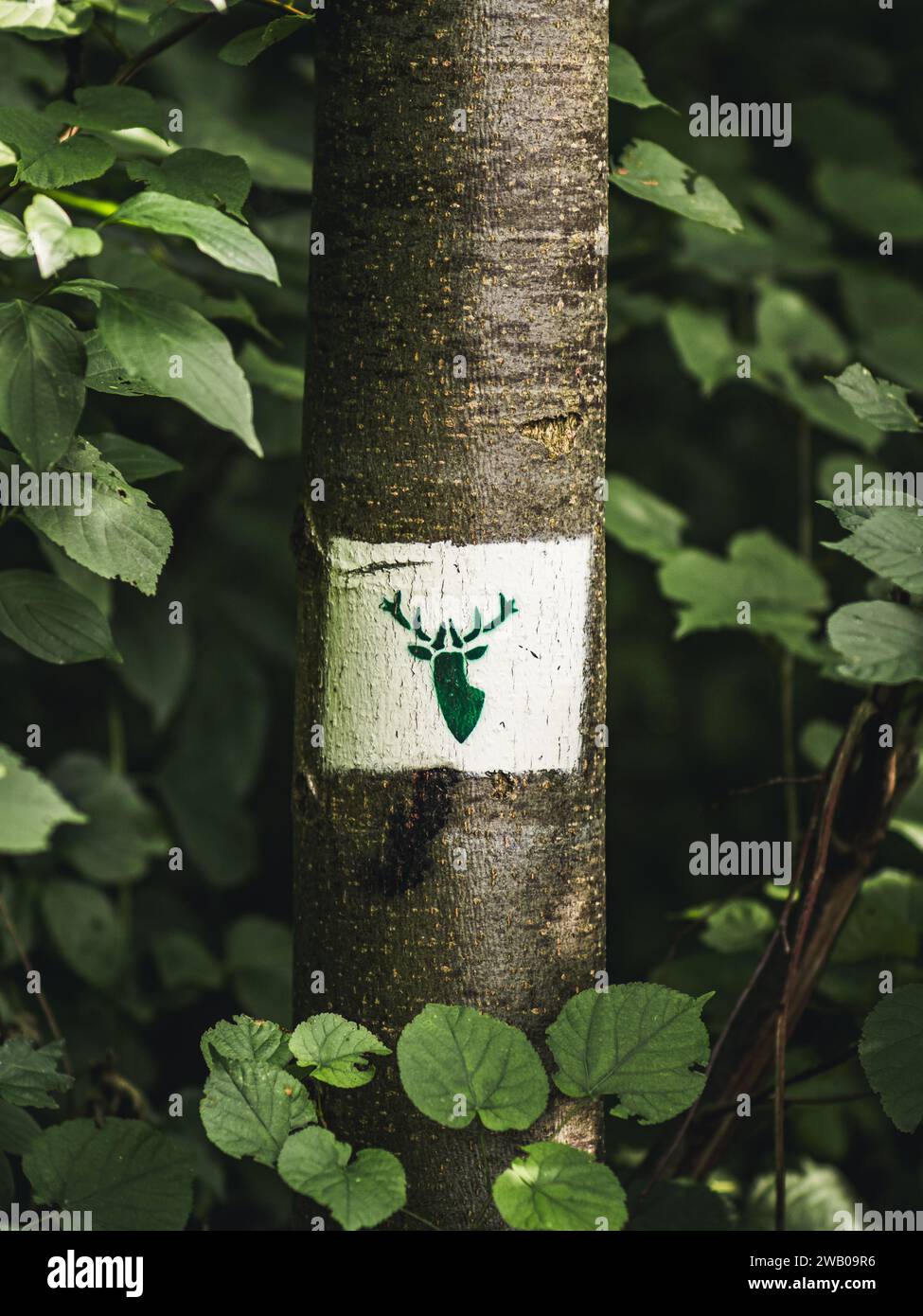 Green deer head shape tourist mark on a tree trunk with green forest ...