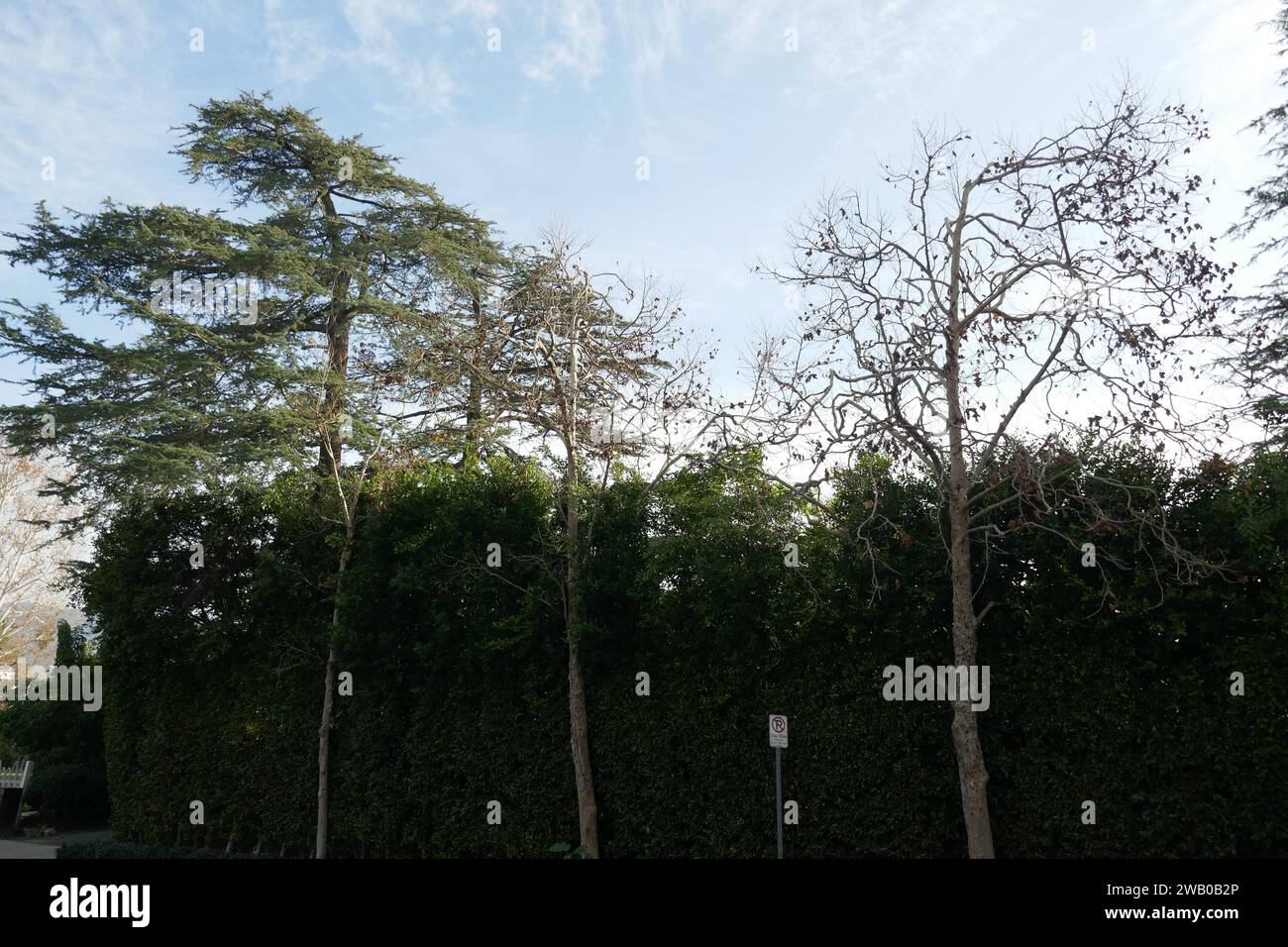 Los Angeles, California, USA 29th December 2023 Actor Macaulay Cullen ...