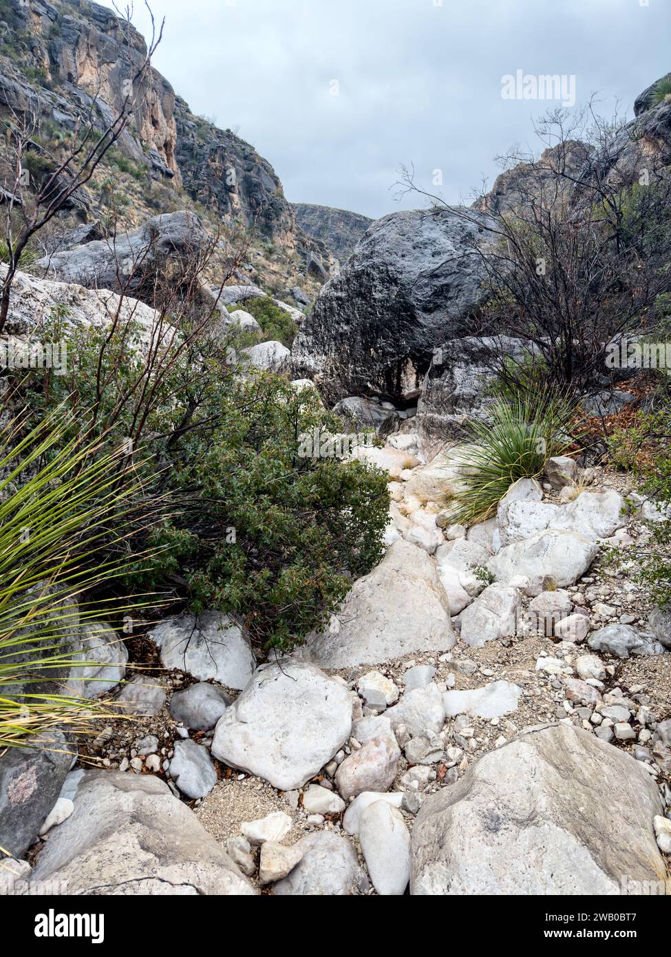 Sharp Rocks and Plants Choke the Strawhouse Trail in Big Bend National ...
