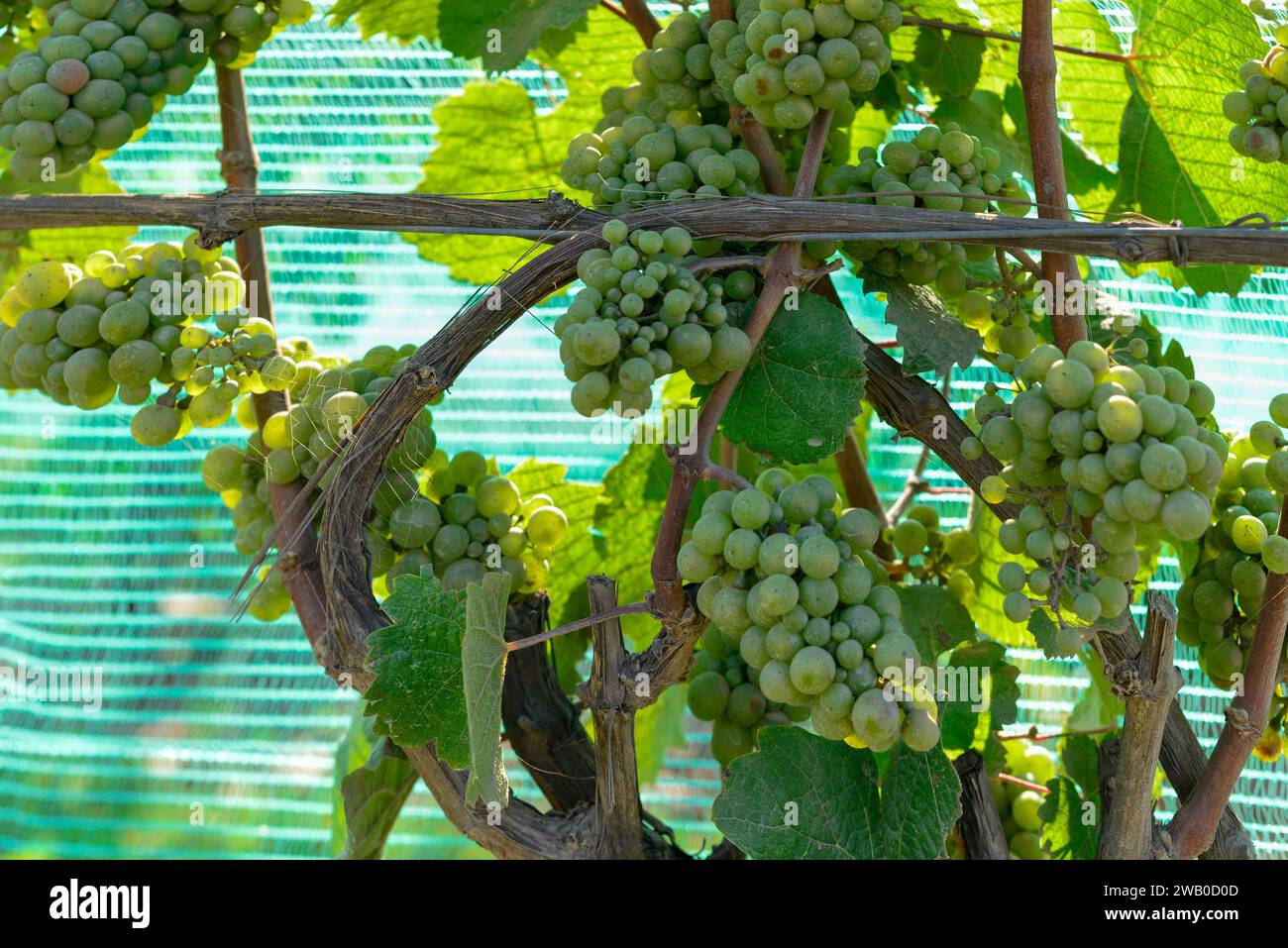 Clusters of vibrant green grapes hanging on a thick vine. The bunch of green domestic grapes is ...