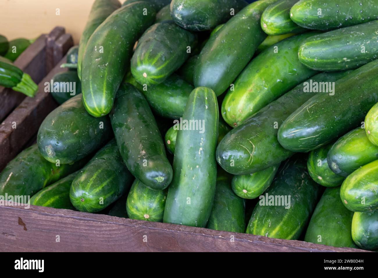 A stack of fresh vibrant green manny cucumbers. The vegetables have ...