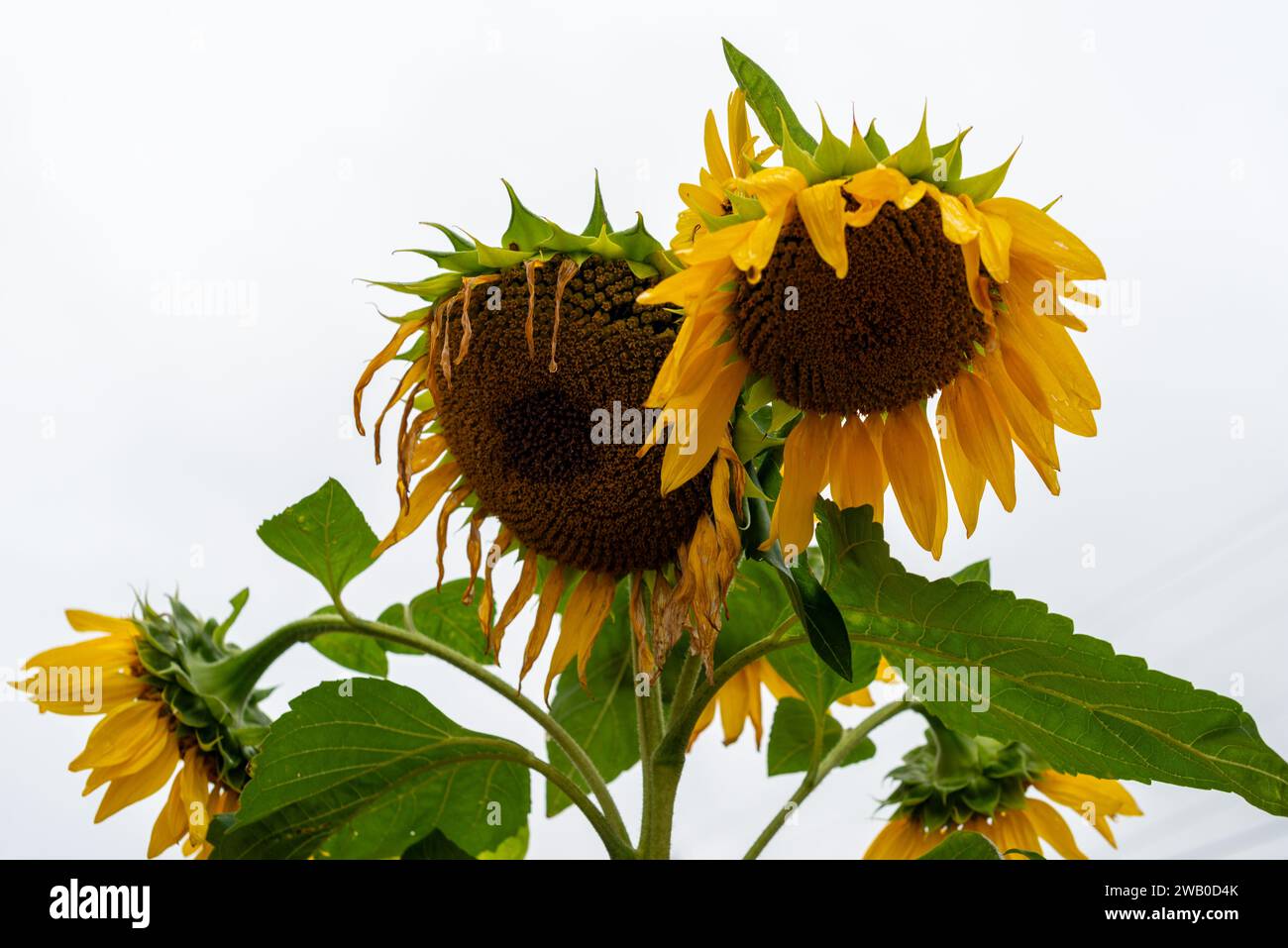 Large brown seeds hi-res stock photography and images - Alamy
