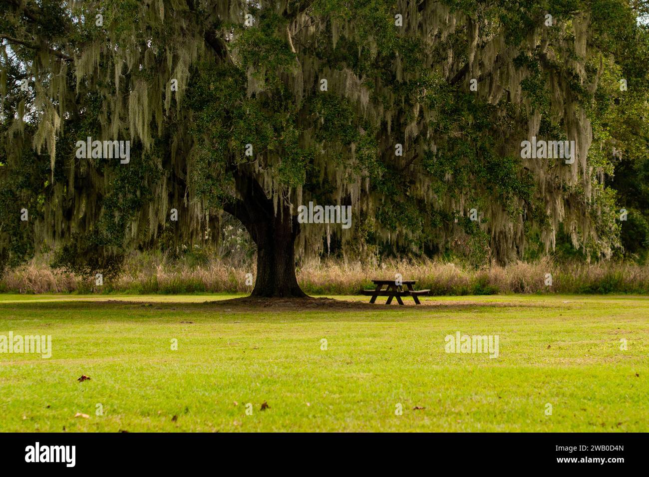 A large elm tree in the middle of a lush green meadow of grass in a ...