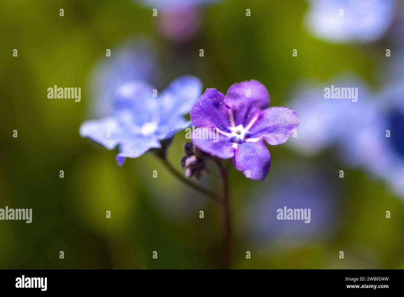 Omphalodes verna a small purple creeping navelwort flower growing in a ...