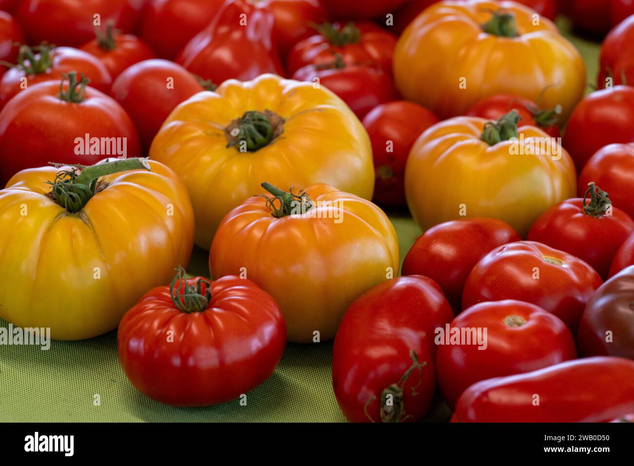 A display of various fresh tomatoes harvested for sale at a grocery ...