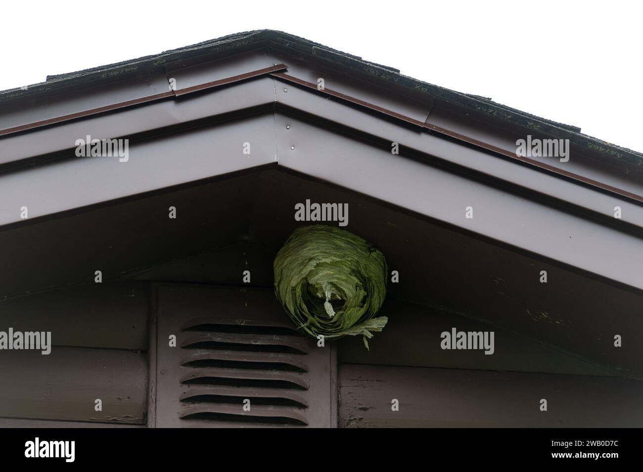 A large wasp hornet's nest is attached to the eave of a house. The grey ...