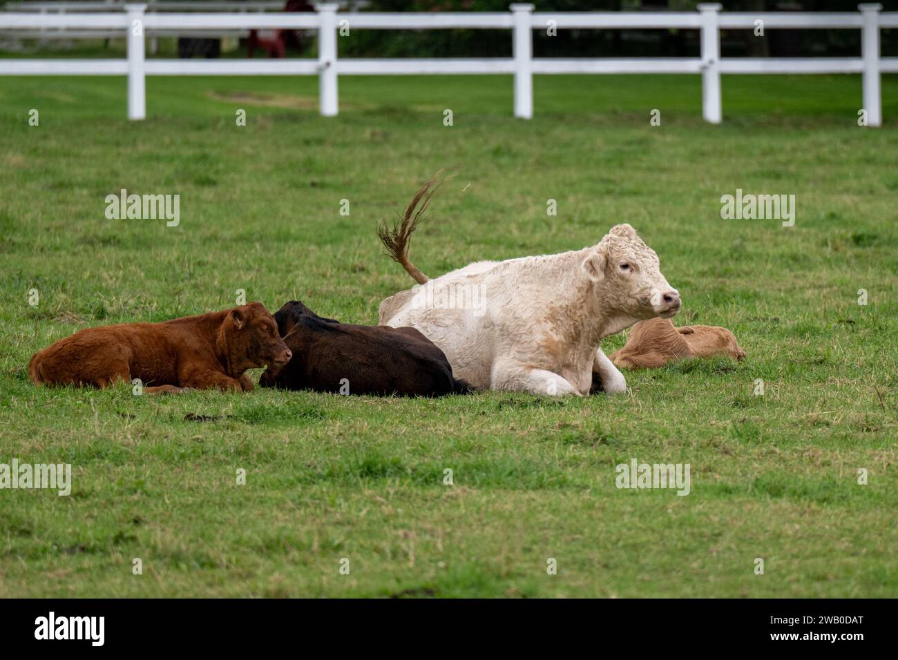 Multiple small domestic baby cows or calves lying in a green grassy ...