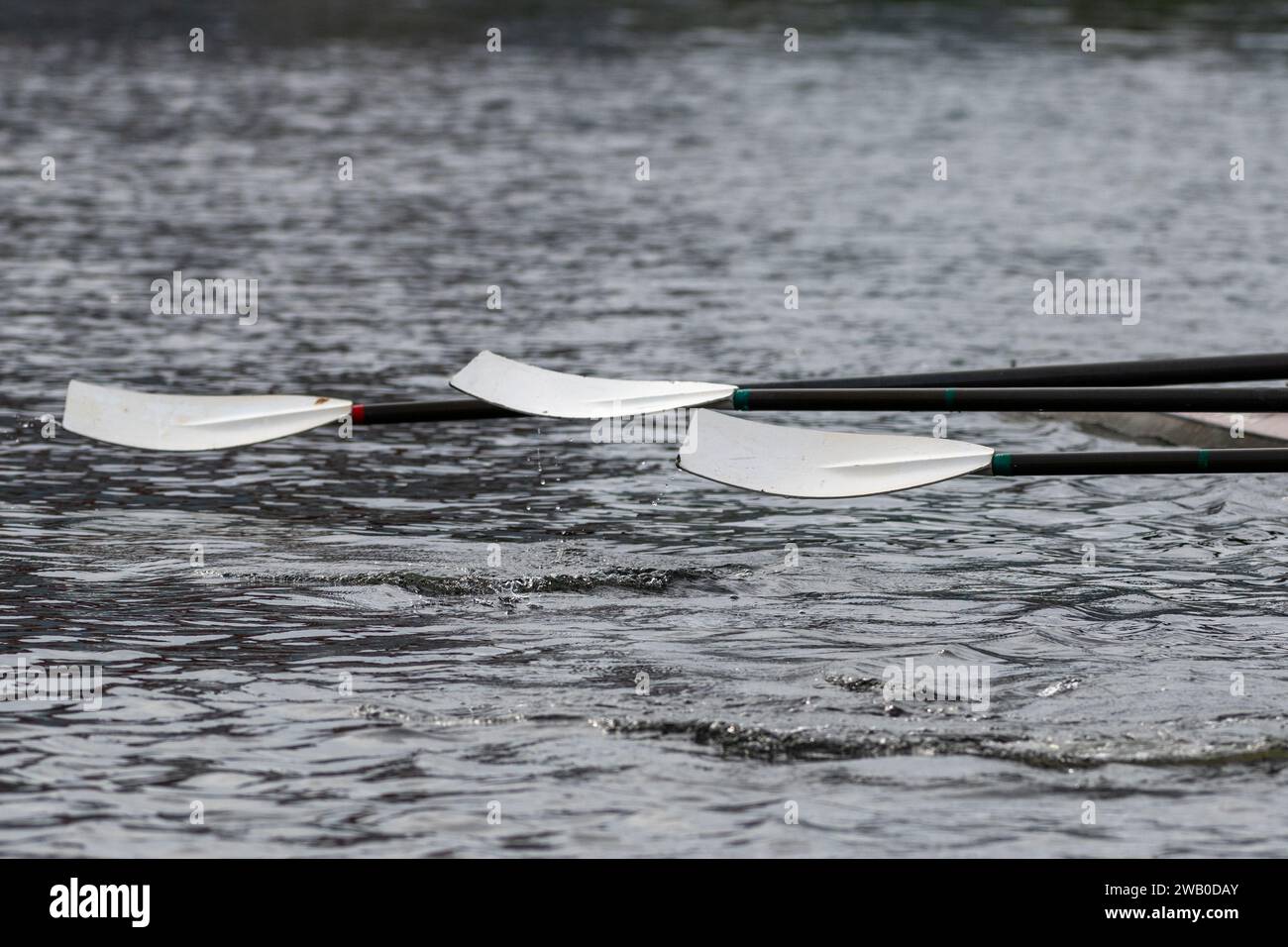 Rower boat hi-res stock photography and images - Alamy
