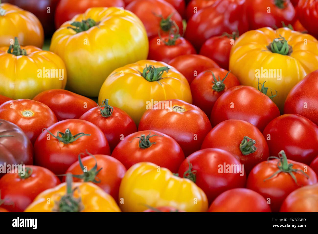 A display of various fresh tomatoes harvested for sale at a grocery ...