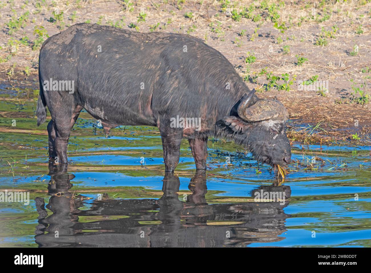 Cape Buffalo Eating Grasses at the River Bank Along the Chobe River in ...