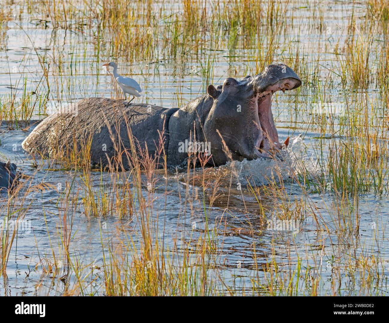 Angry Hippo Giving a Warning in the Chobe River in Botswana Stock Photo ...