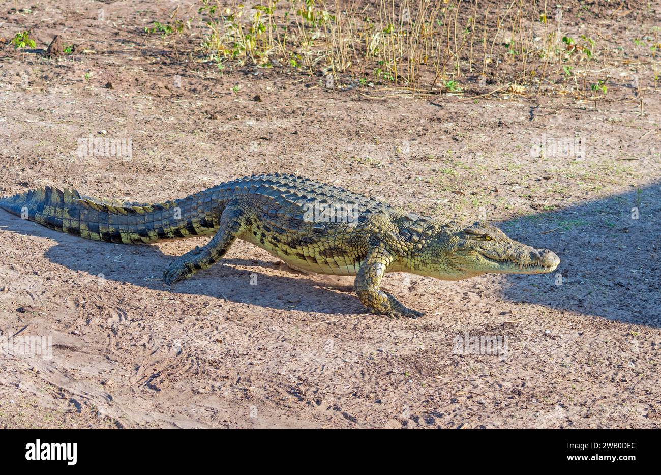 Nile Crocodile Walking to the River Along the Chobe River in Botswana ...