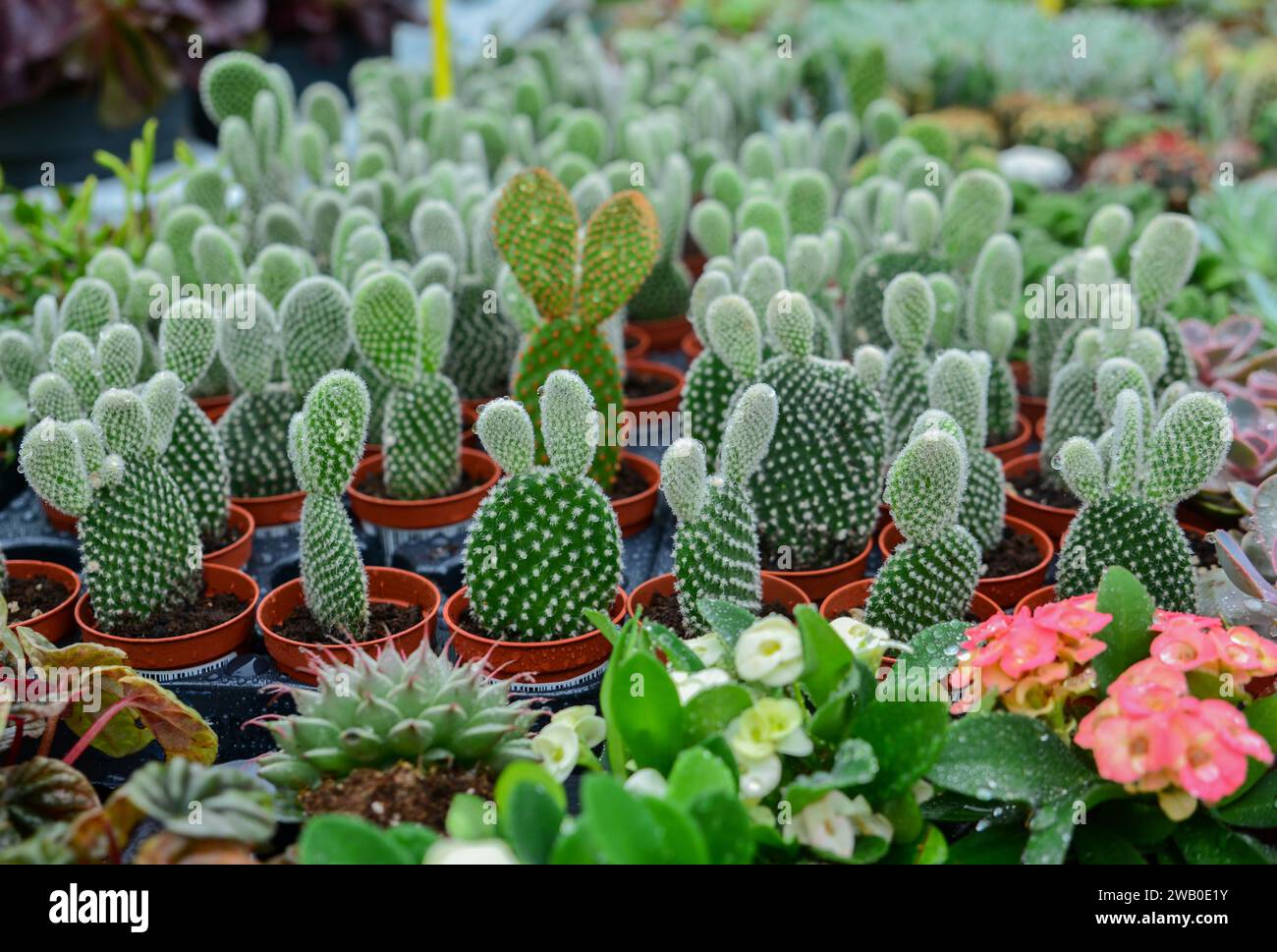 Mickey mouse cactus hi-res stock photography and images - Alamy