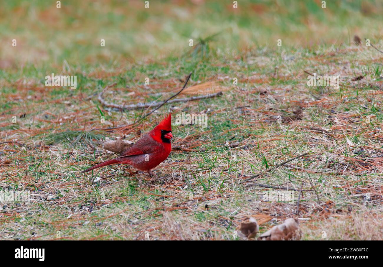 Flower facing ground hi-res stock photography and images - Alamy