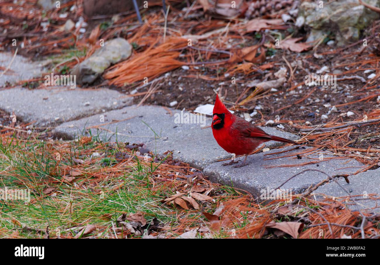 Northern cardinal eating hi-res stock photography and images - Alamy