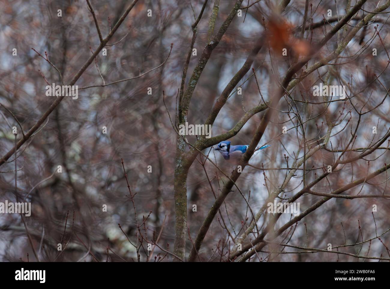Blue jay bird perched atop a tree calling out Stock Photo - Alamy
