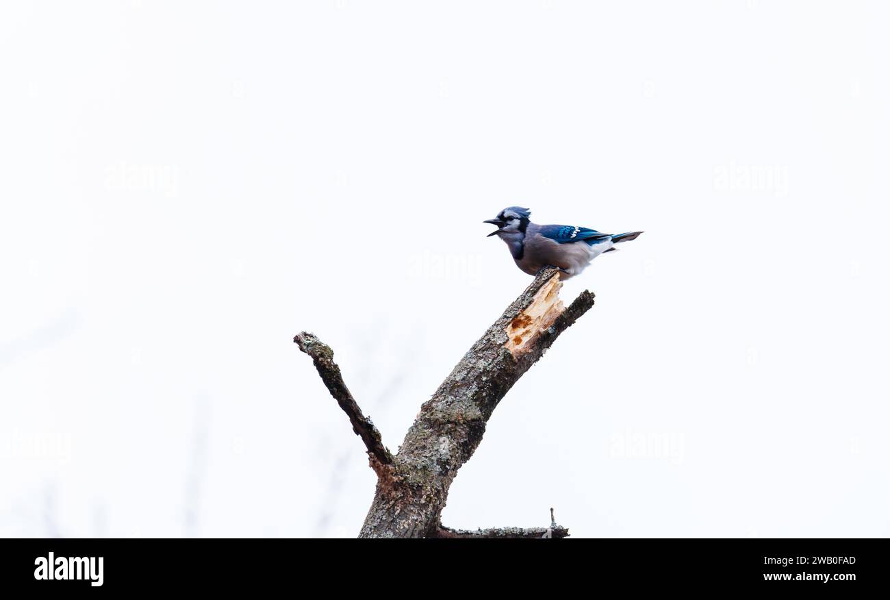 Blue jay bird perched atop a tree calling out Stock Photo - Alamy