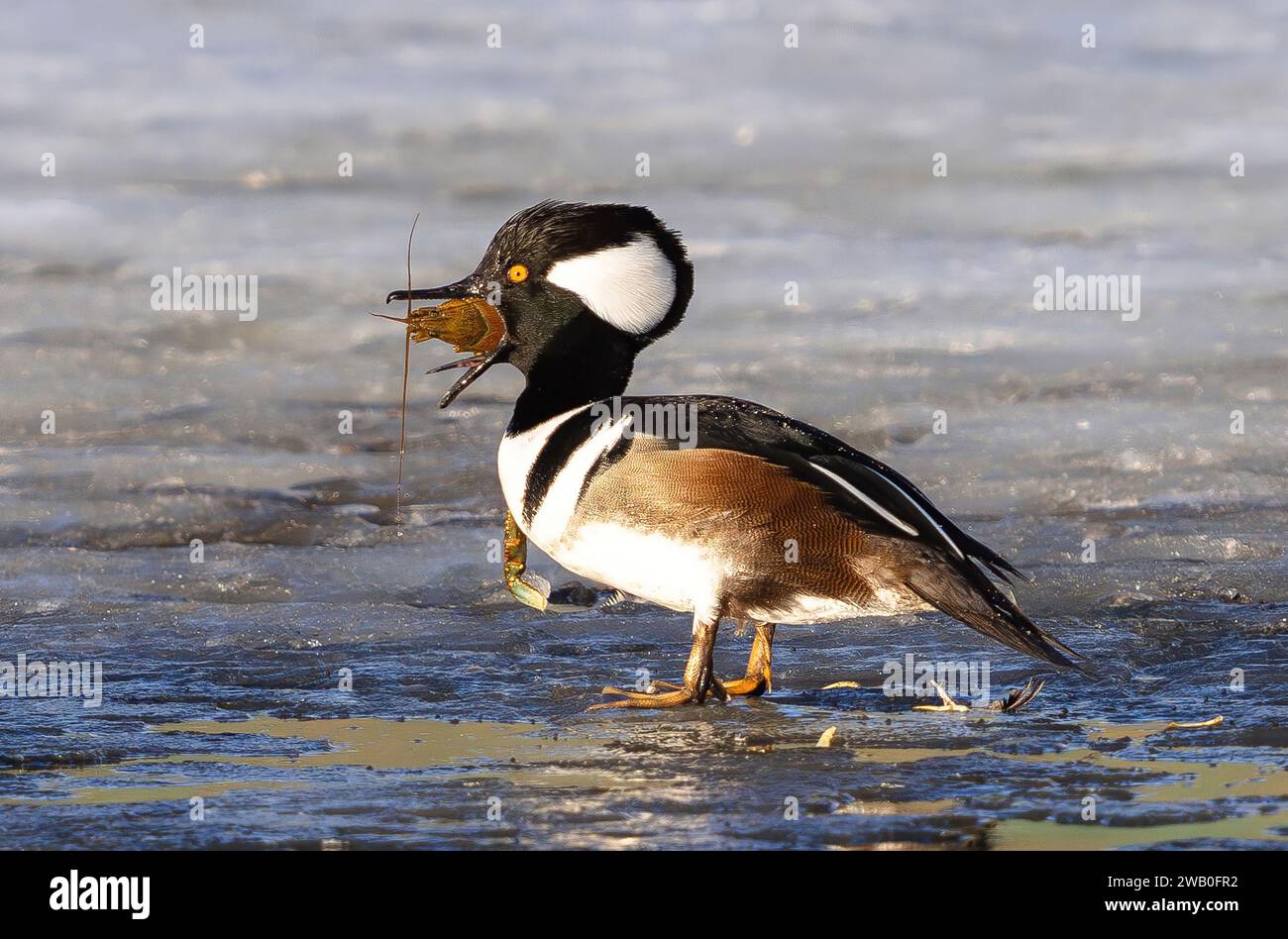 A Hooded Merganser duck standing on the ice swallowing a large crawfish ...