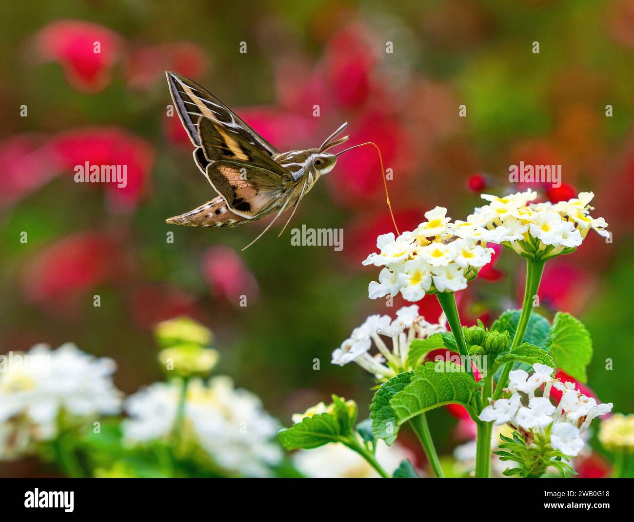 A White-lined Sphinx Moth pollinating a Lantana flower with its very ...