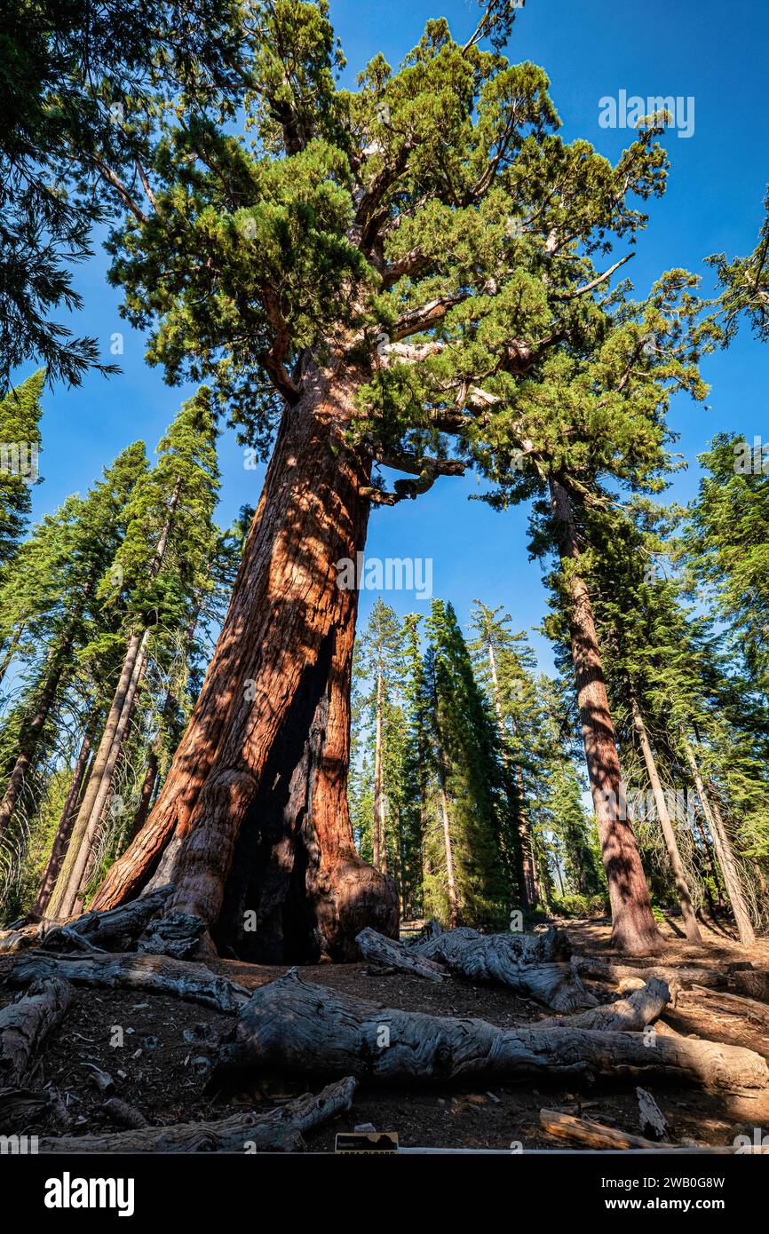 Yosemite National Park is home to three groves of impressive ancient ...