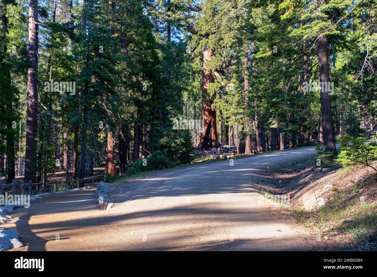 Yosemite National Park is home to three groves of impressive ancient ...