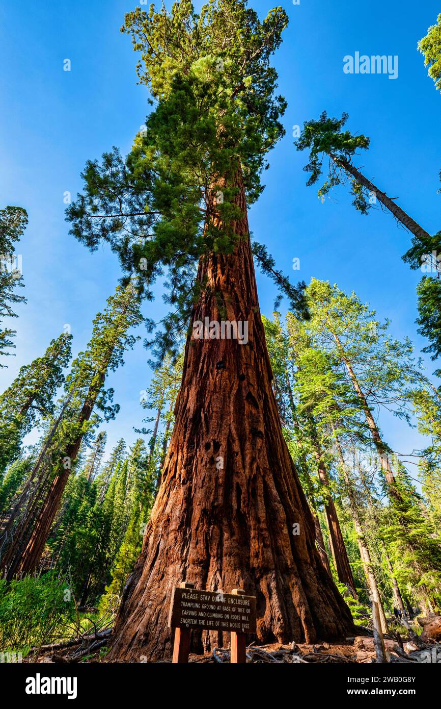 Yosemite National Park is home to three groves of impressive ancient ...
