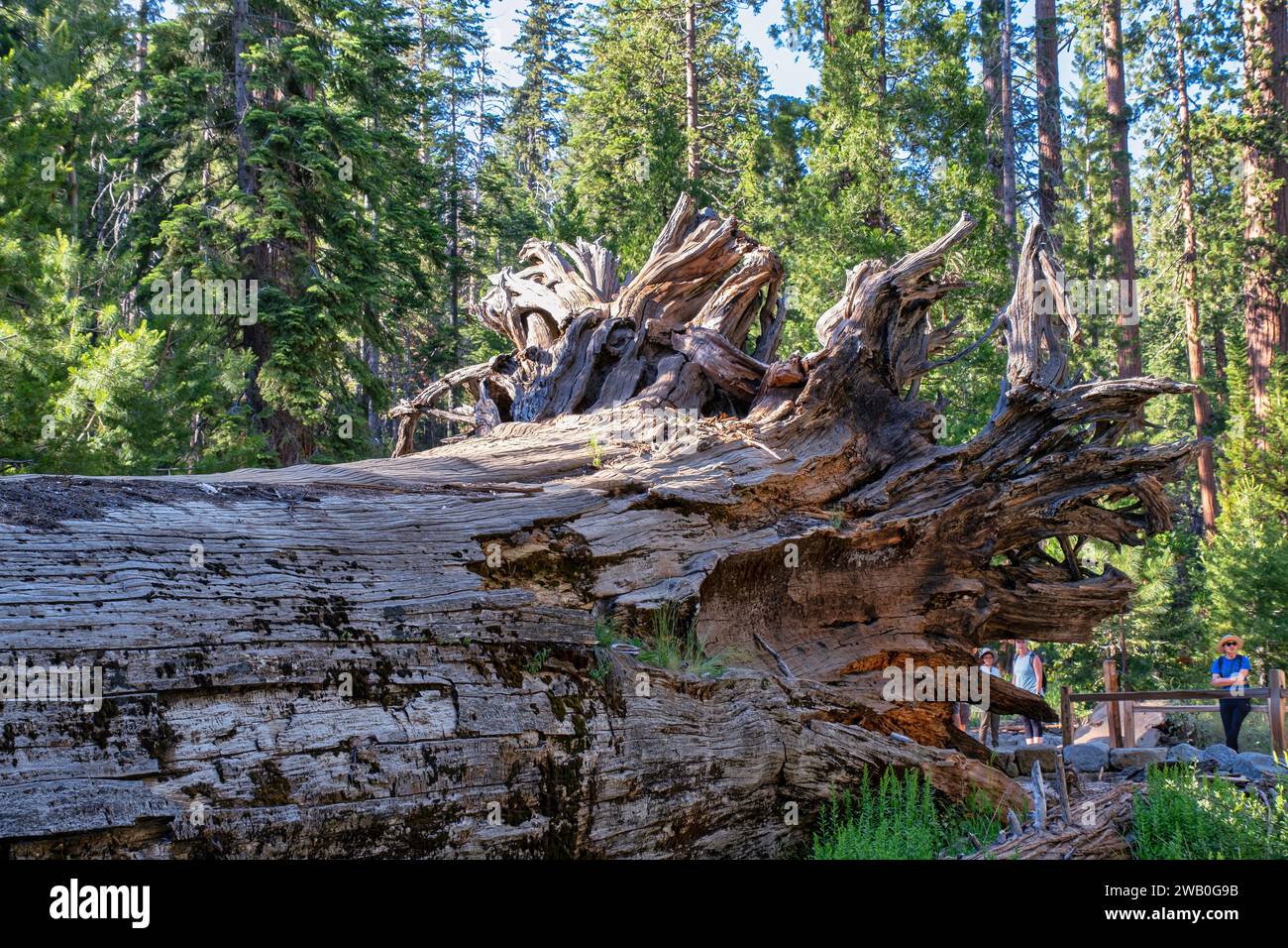 Yosemite National Park is home to three groves of impressive ancient ...