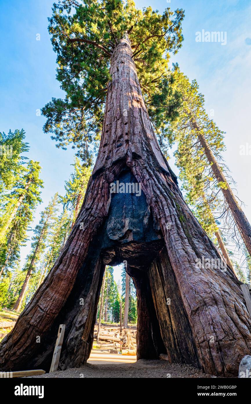 Giant Sequoia trees are truly the skyscrapers of the natural world ...