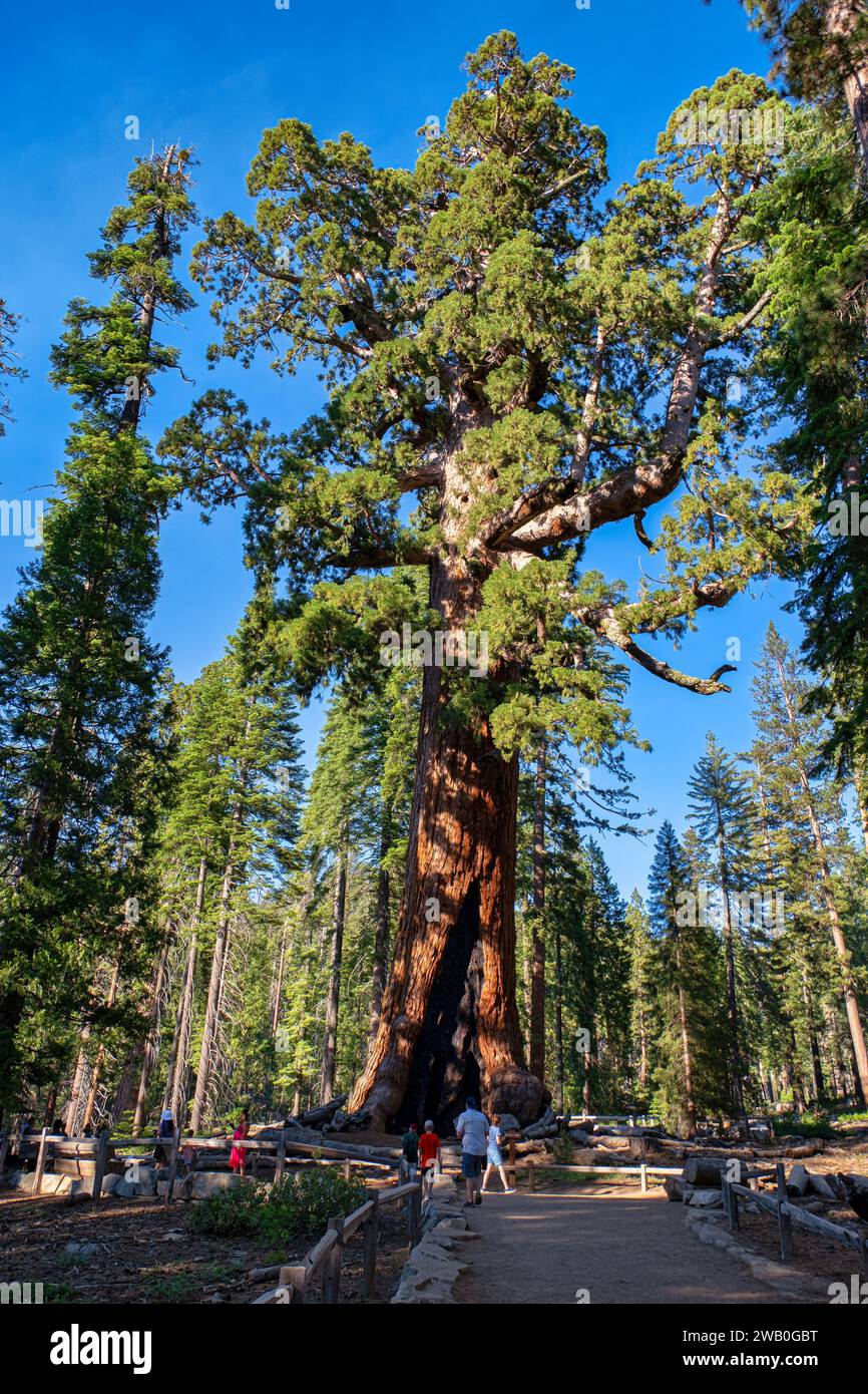 Giant sequoia trees never stop growing until the day they die. Taken ...