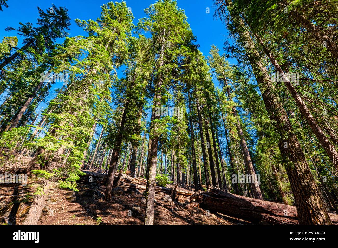 Yosemite National Park is home to three groves of impressive ancient ...